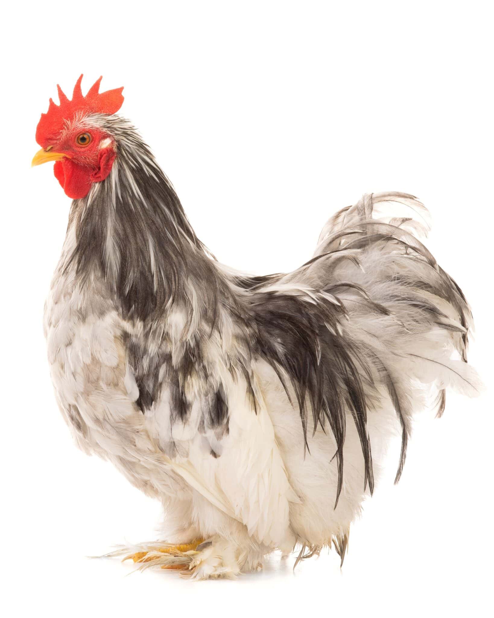 21 Fluffy Chicken Breeds (With Pictures) - Daily Chickens