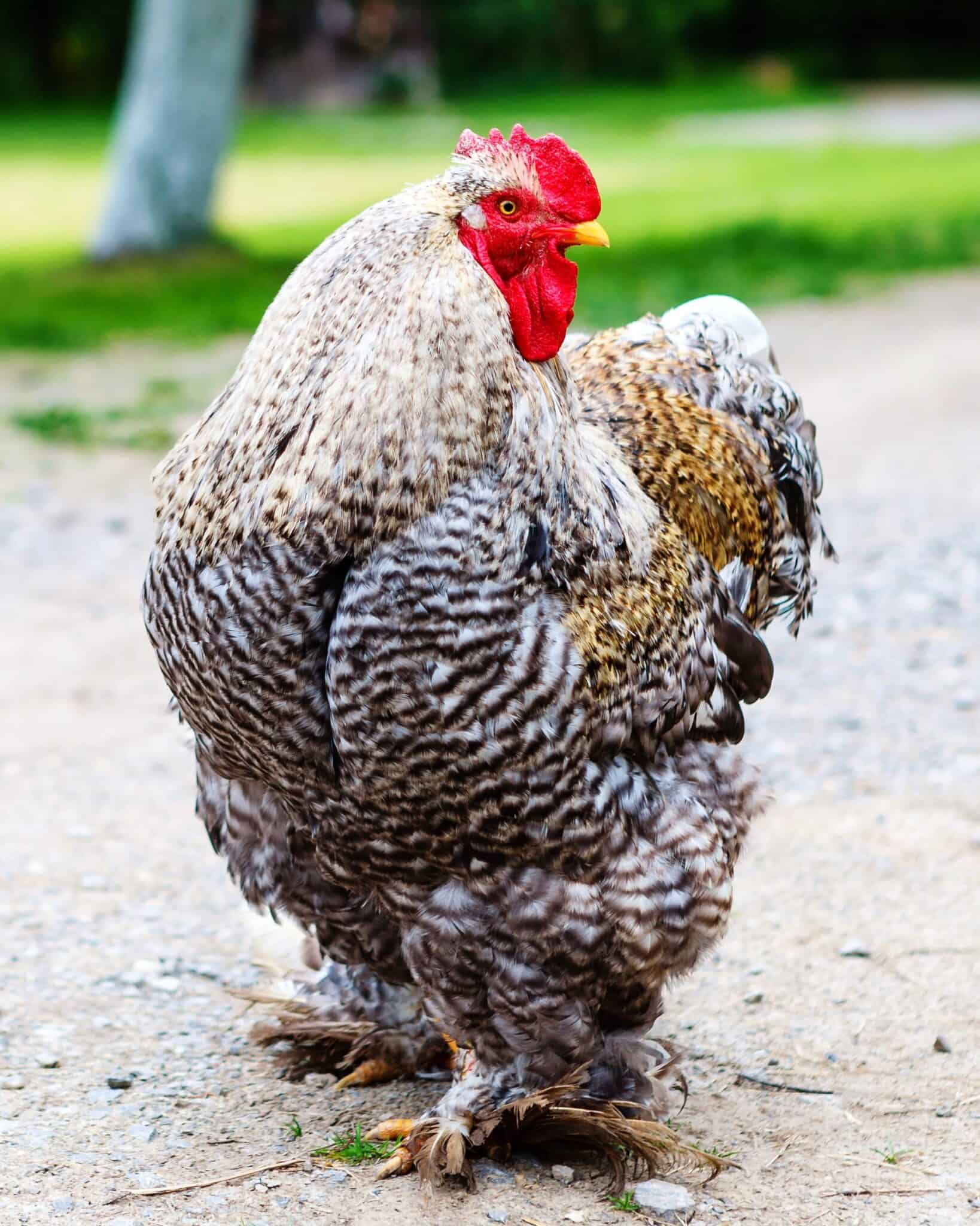 7 Chicken Breeds With Feathered Feet