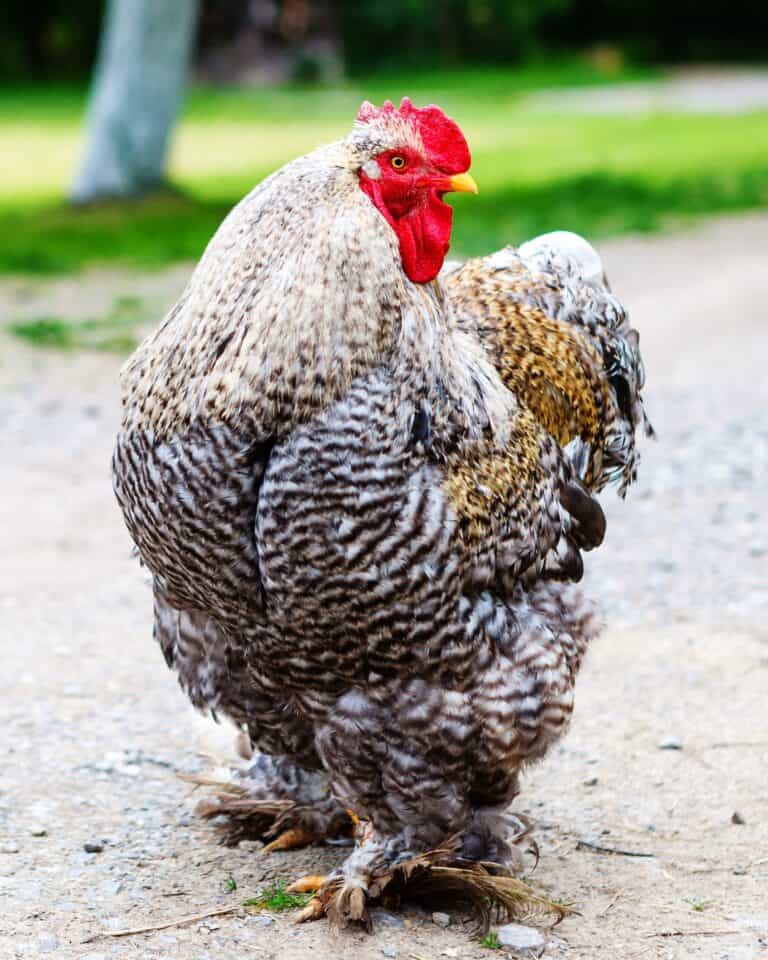 7 Chicken Breeds With Feathered Feet