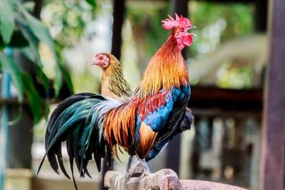 Why Do Roosters Crow? 6 Main Reasons for Crowing