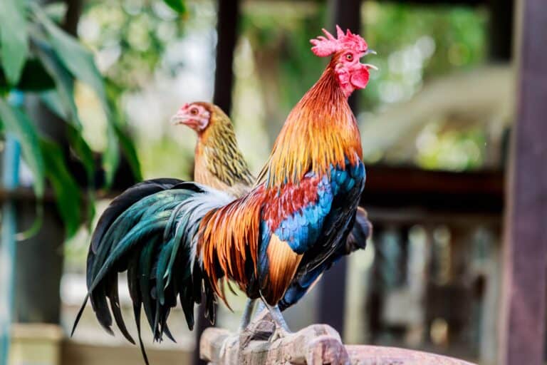 Why Do Roosters Crow? 6 Main Reasons for Crowing