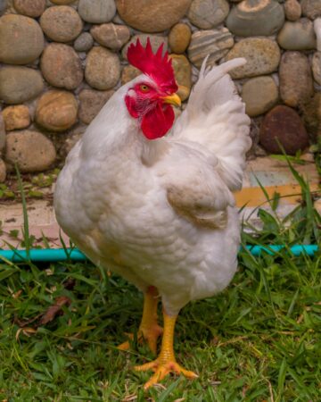 23 Popular Bantam Chicken Breeds