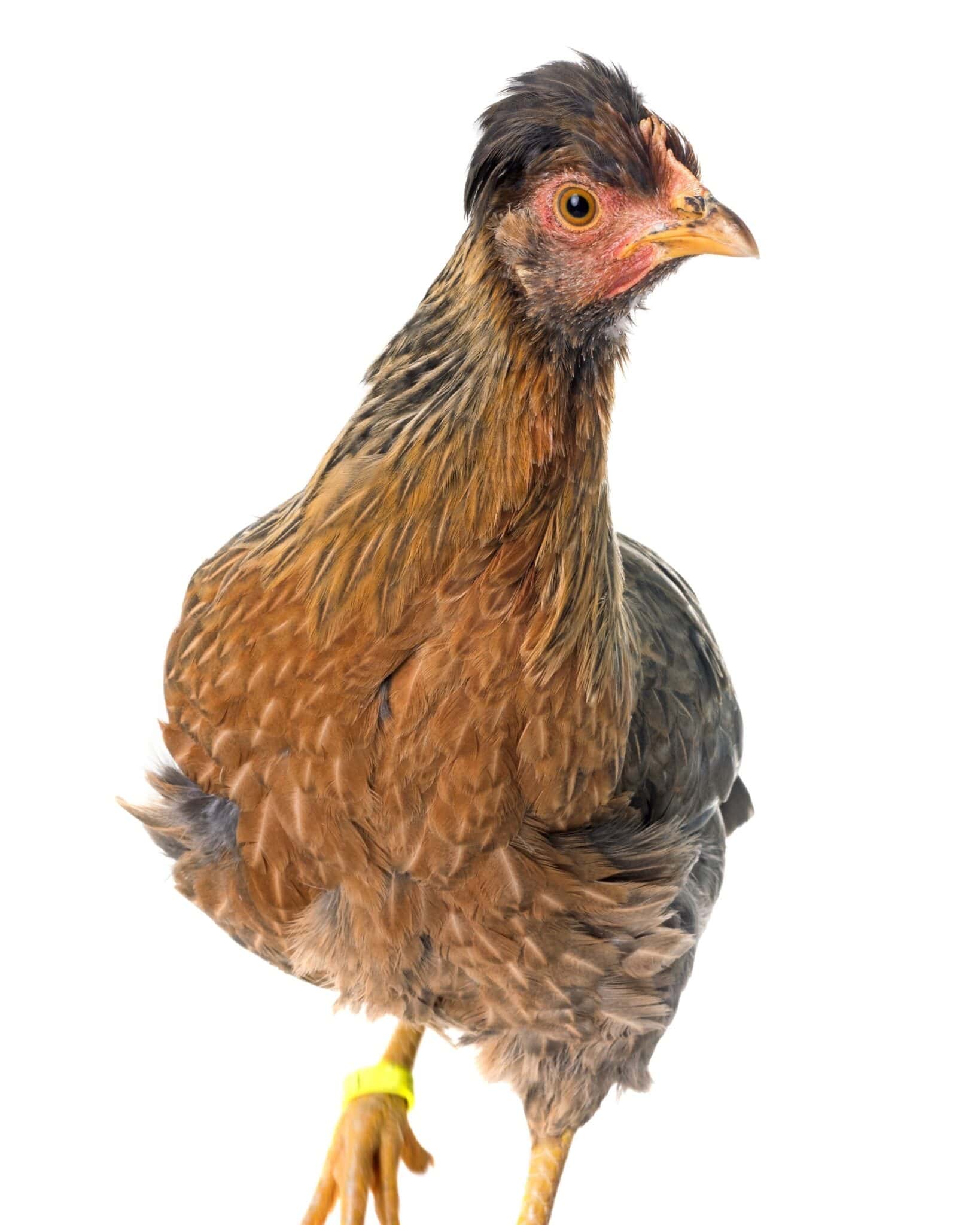 12 Chicken Breeds That Lay Green Eggs