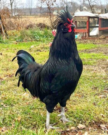 21 Fluffy Chicken Breeds (With Pictures) - Daily Chickens