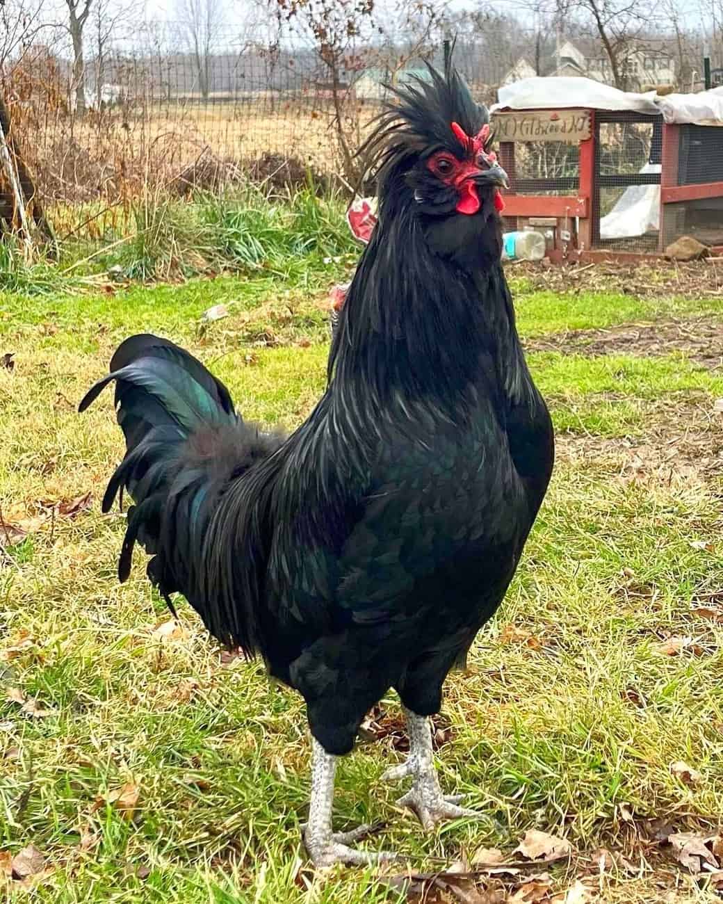 Chickens With Afros: 13 Crested Chicken Breeds