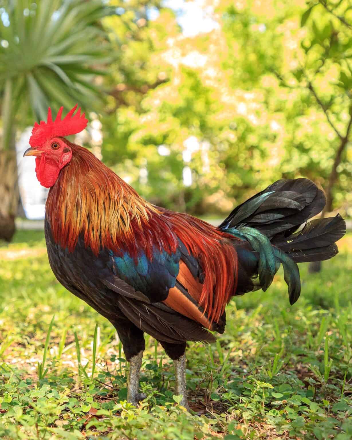 19 Small Chicken Breeds: Ranked by Size