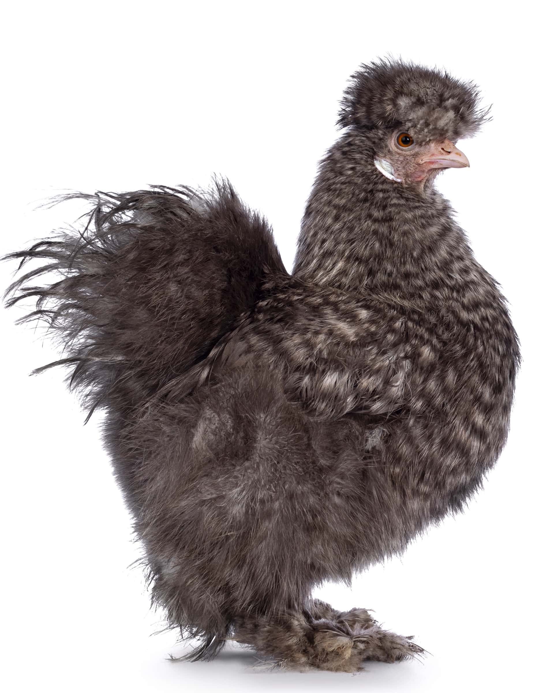12 Silkie Chicken Colors & Varieties