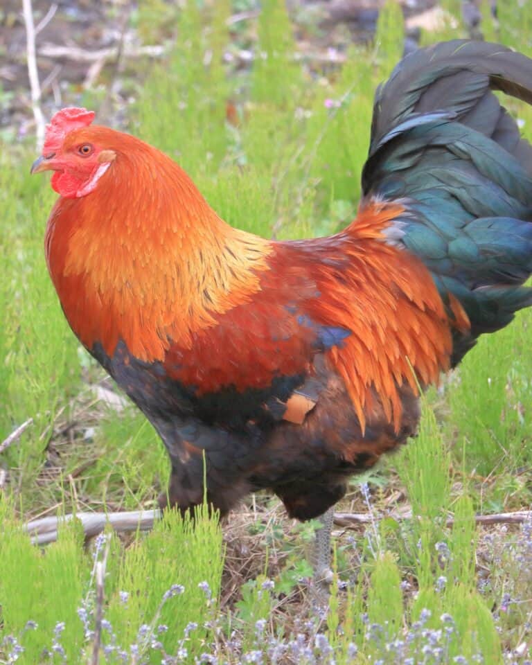 21 Fluffy Chicken Breeds (With Pictures) - Daily Chickens