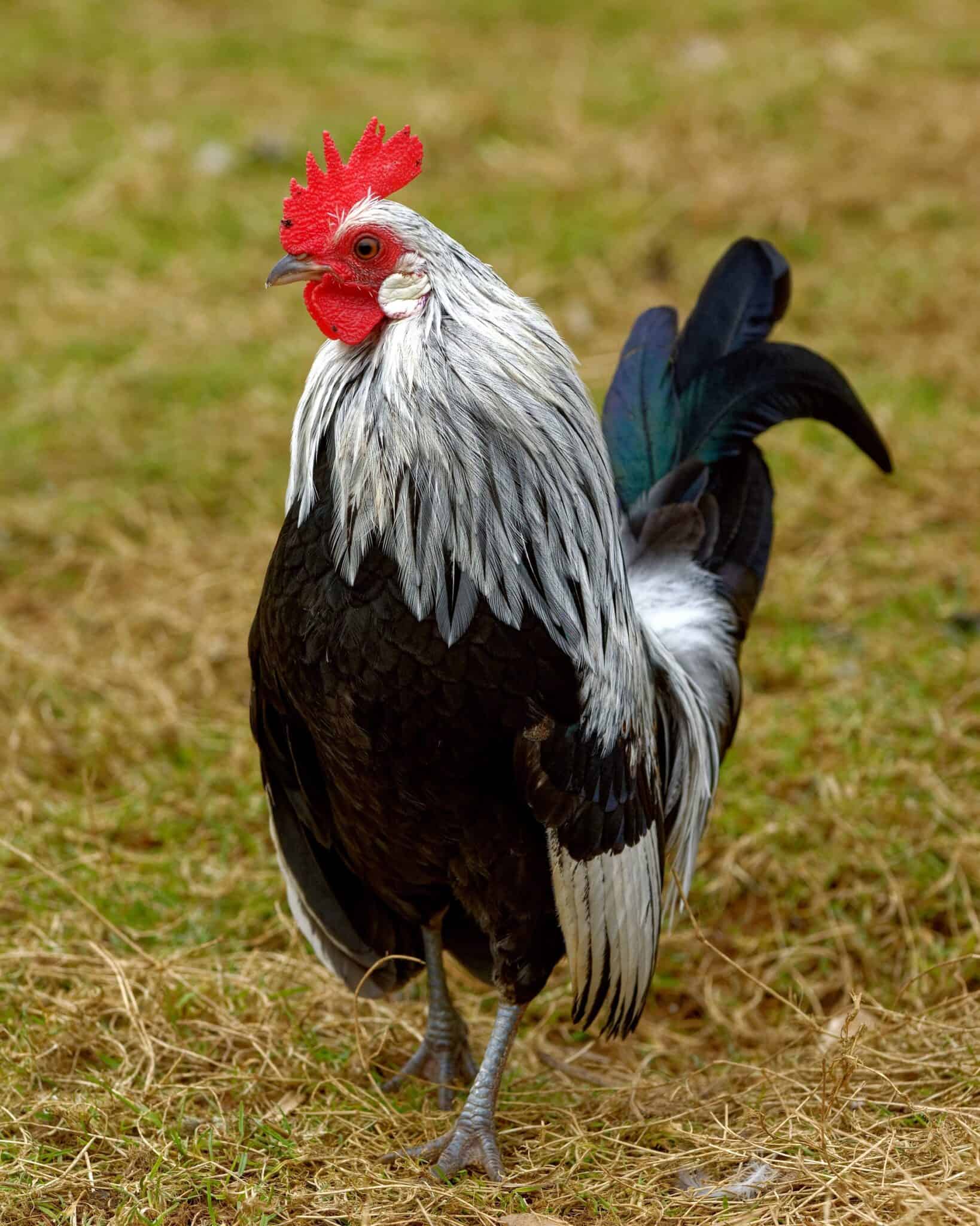 19 Small Chicken Breeds: Ranked by Size