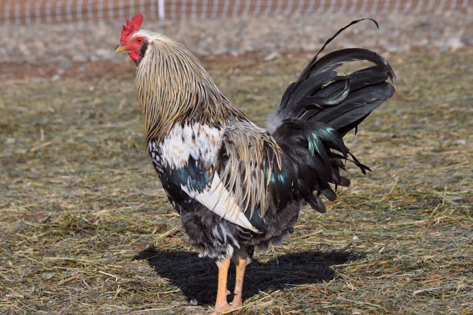 Easter Egger Chicken: Breed Profile, Facts & Pictures