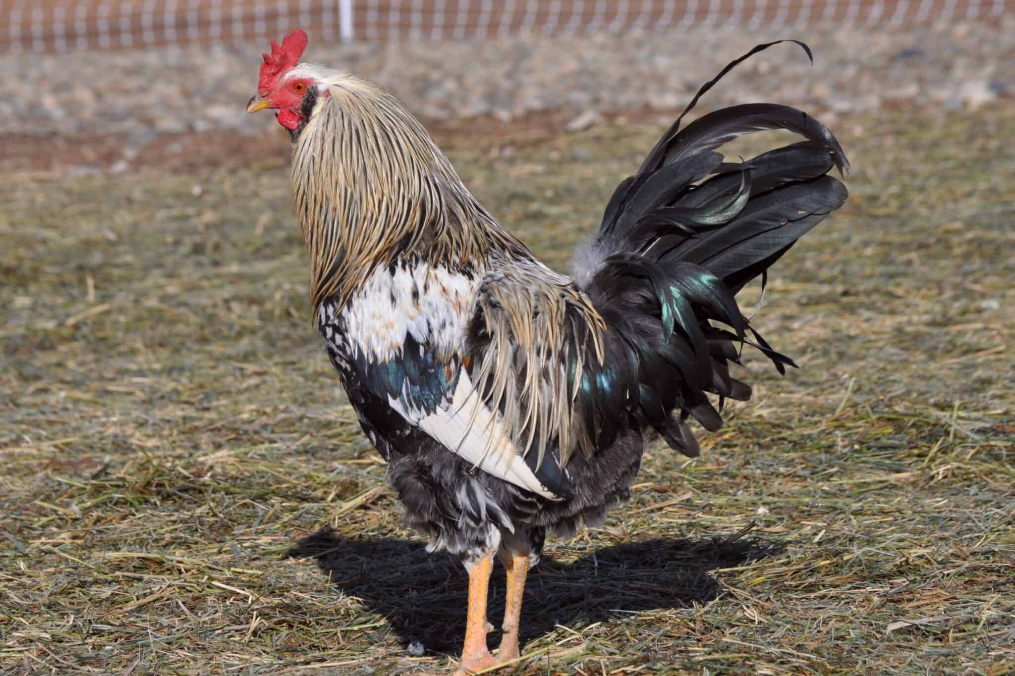 Easter Egger Chicken: Breed Profile, Facts & Pictures