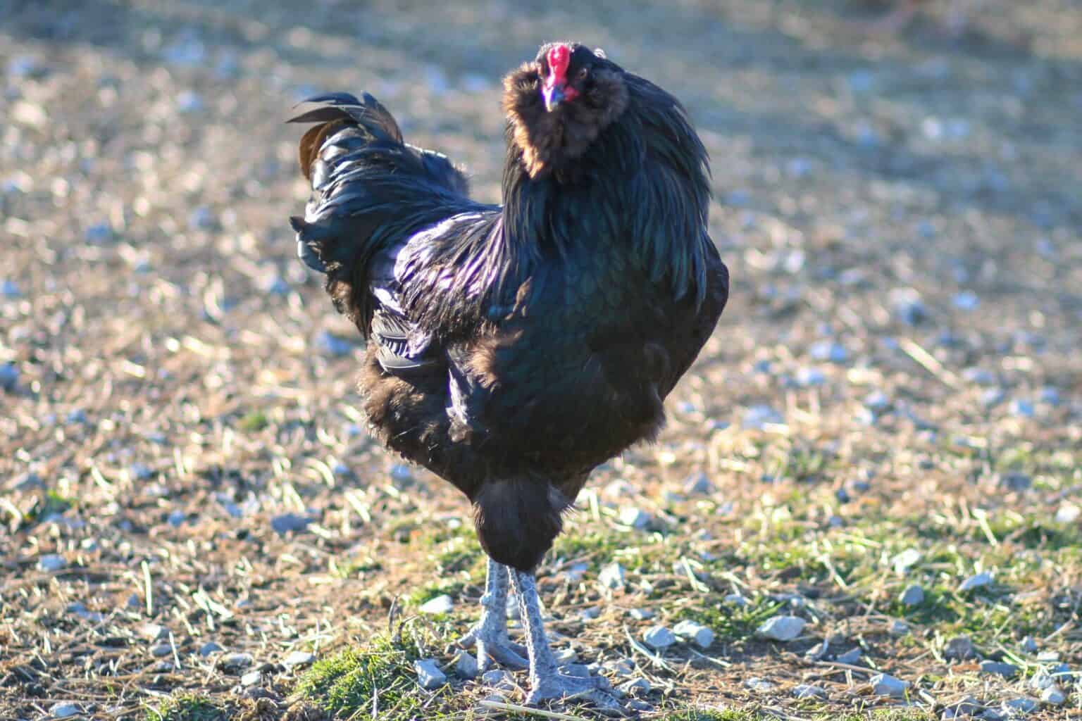 Easter Egger Chicken: Breed Profile, Facts & Pictures