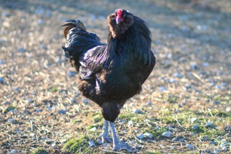 Easter Egger Chicken: Breed Profile, Facts & Pictures