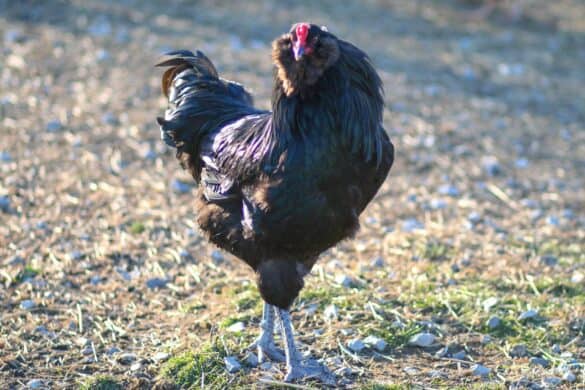 Easter Egger Chicken: Breed Profile, Facts & Pictures
