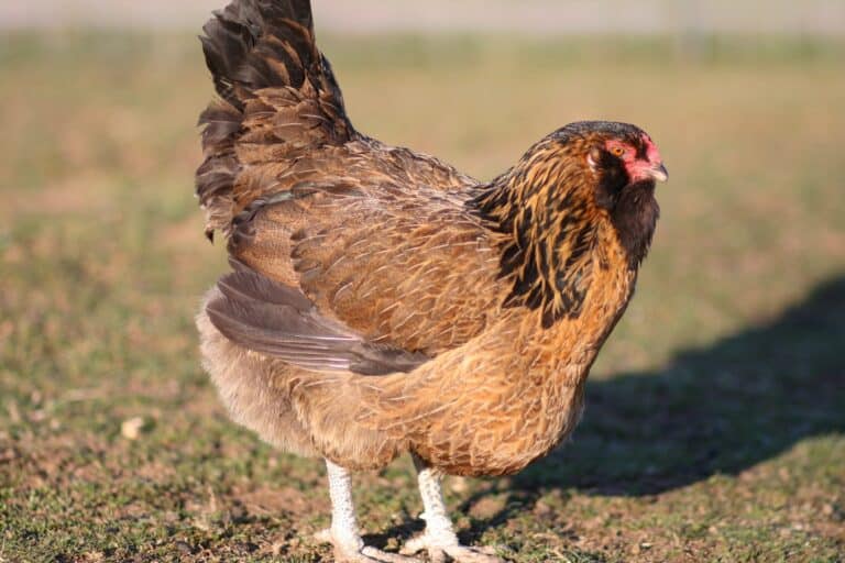 Easter Egger Chicken: Breed Profile, Facts & Pictures