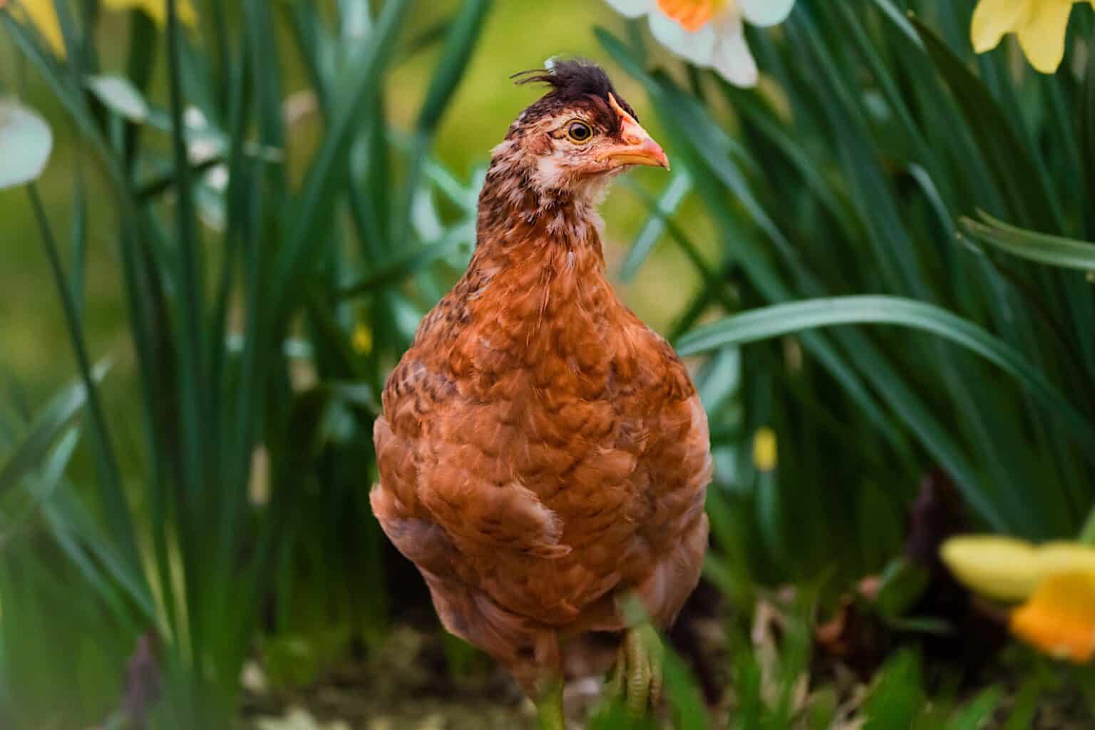 Easter Egger Chicken: Breed Profile, Facts & Pictures