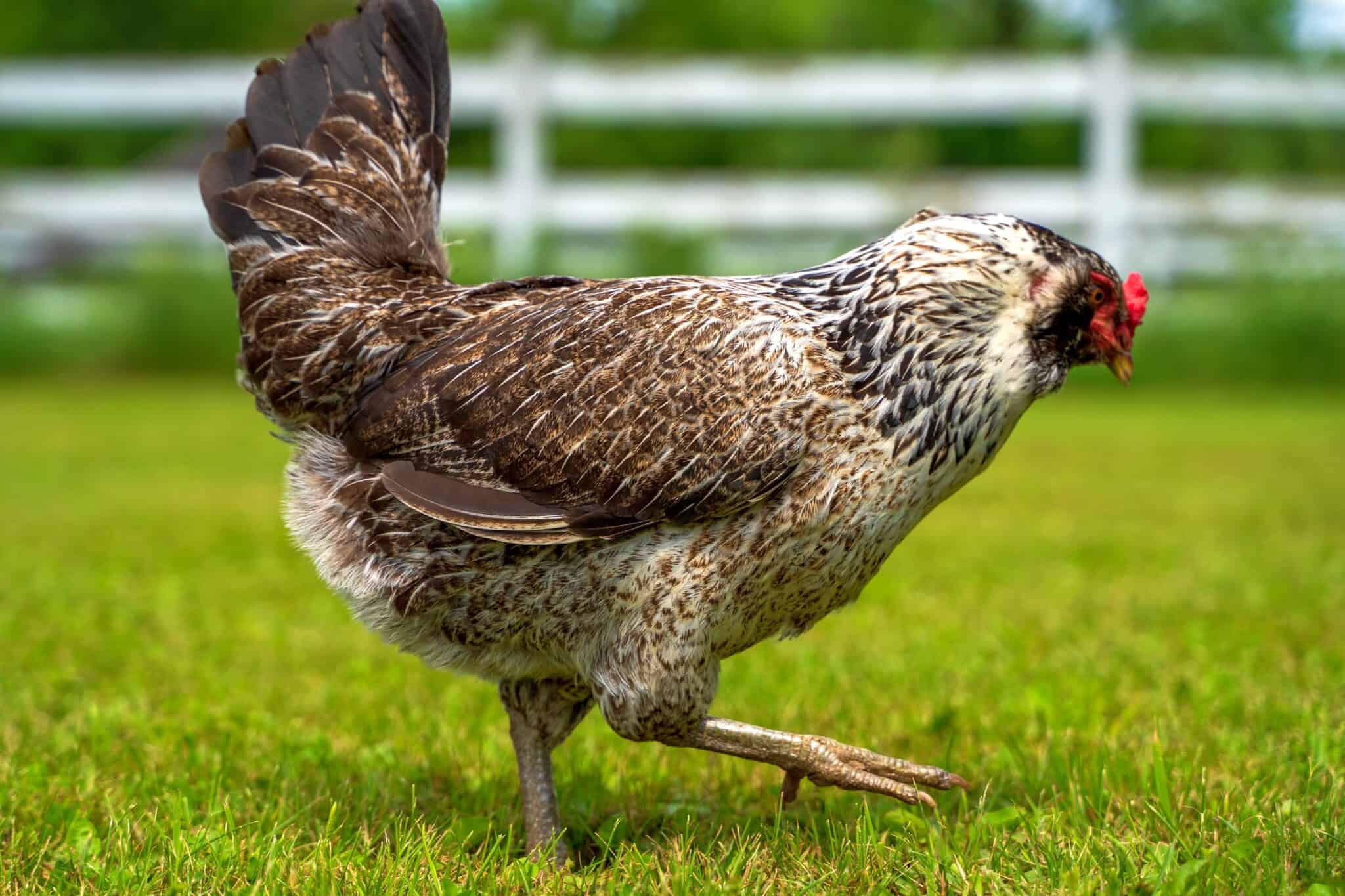 Easter Egger Chicken: Breed Profile, Facts & Pictures