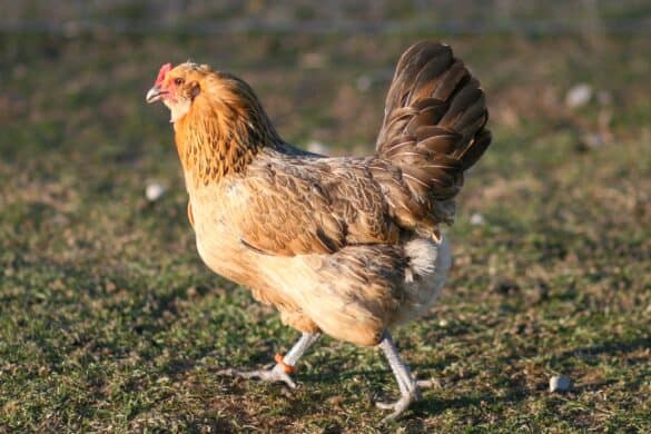 Easter Egger Chicken: Breed Profile, Facts & Pictures