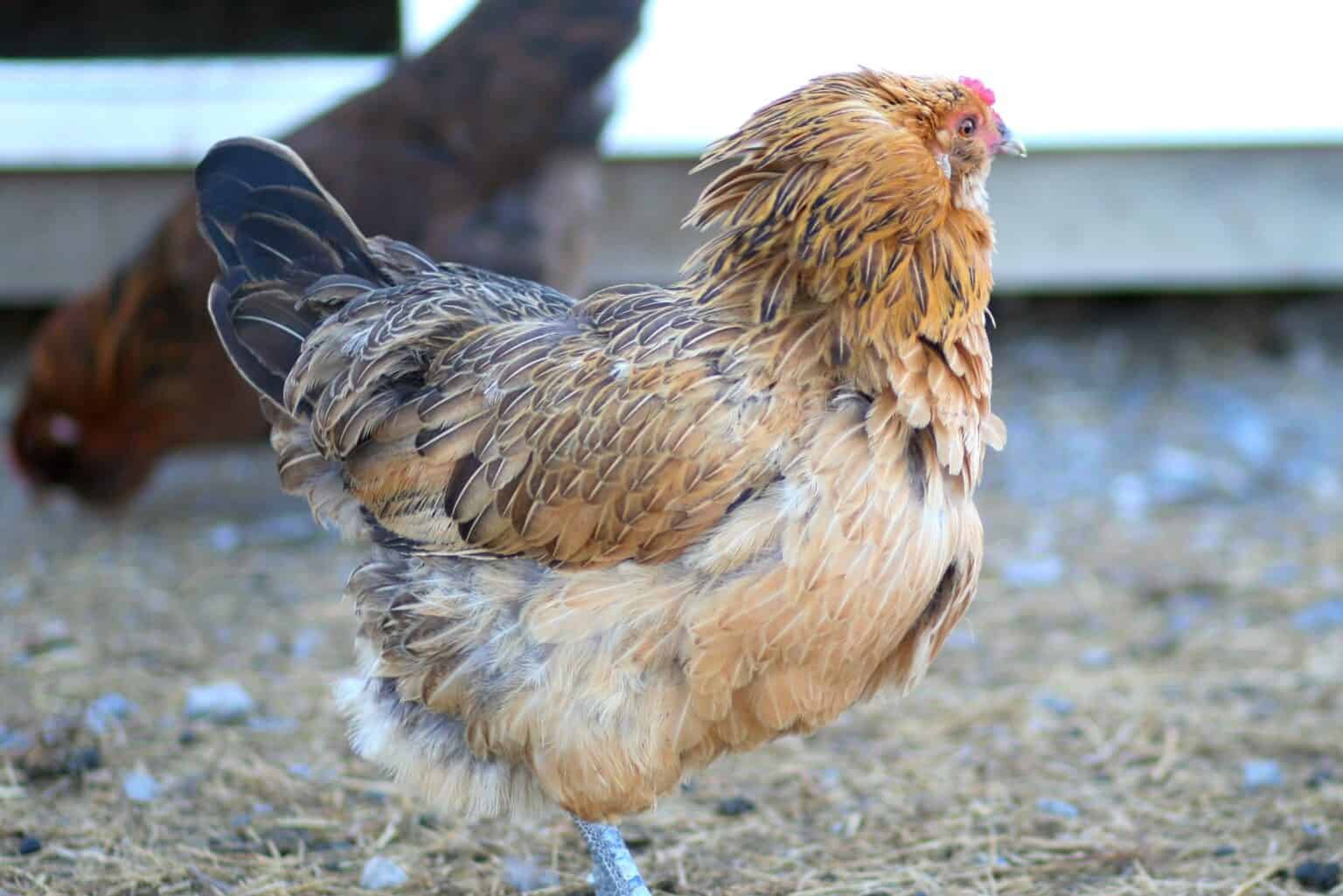 Easter Egger Chicken: Breed Profile, Facts & Pictures