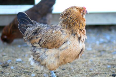 Easter Egger Chicken: Breed Profile, Facts & Pictures
