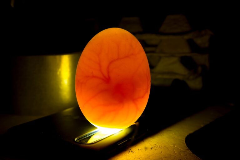 Hatching Chicken Eggs: A Step-by-Step Beginner’s Guide