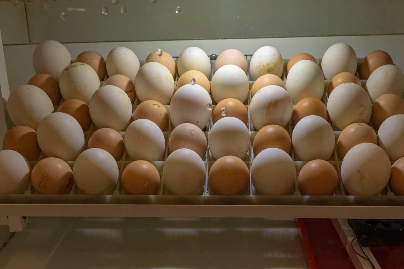 Hatching Chicken Eggs: A Step-by-Step Beginner’s Guide