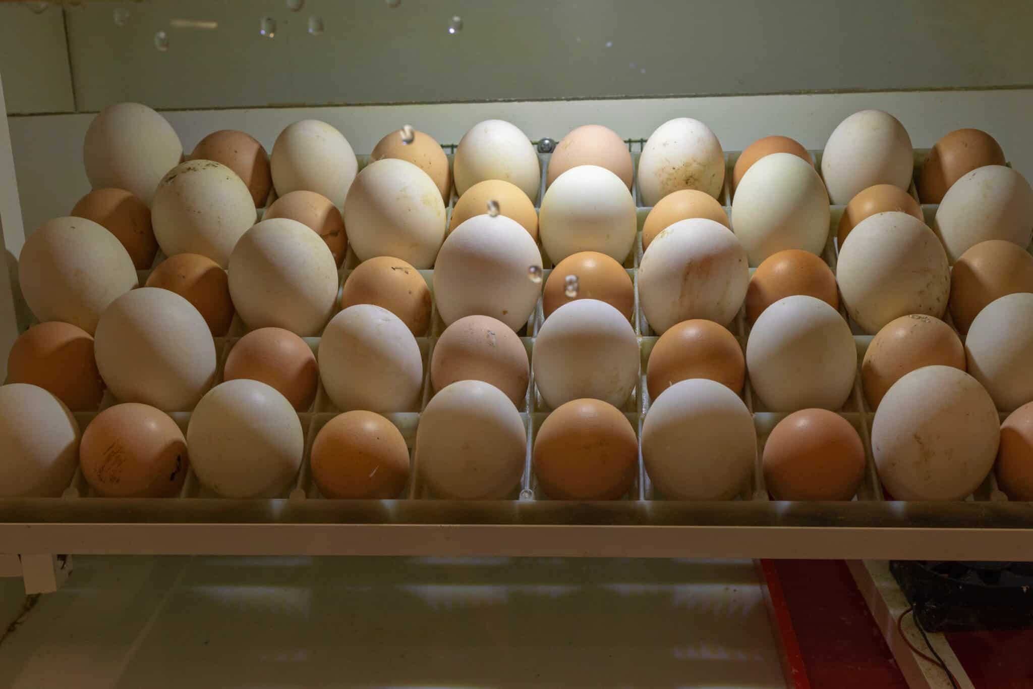 Hatching Chicken Eggs: A Step-by-Step Beginner’s Guide