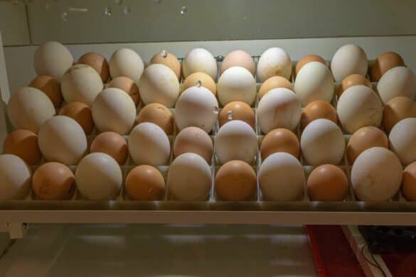 Hatching Chicken Eggs: A Step-by-Step Beginner’s Guide