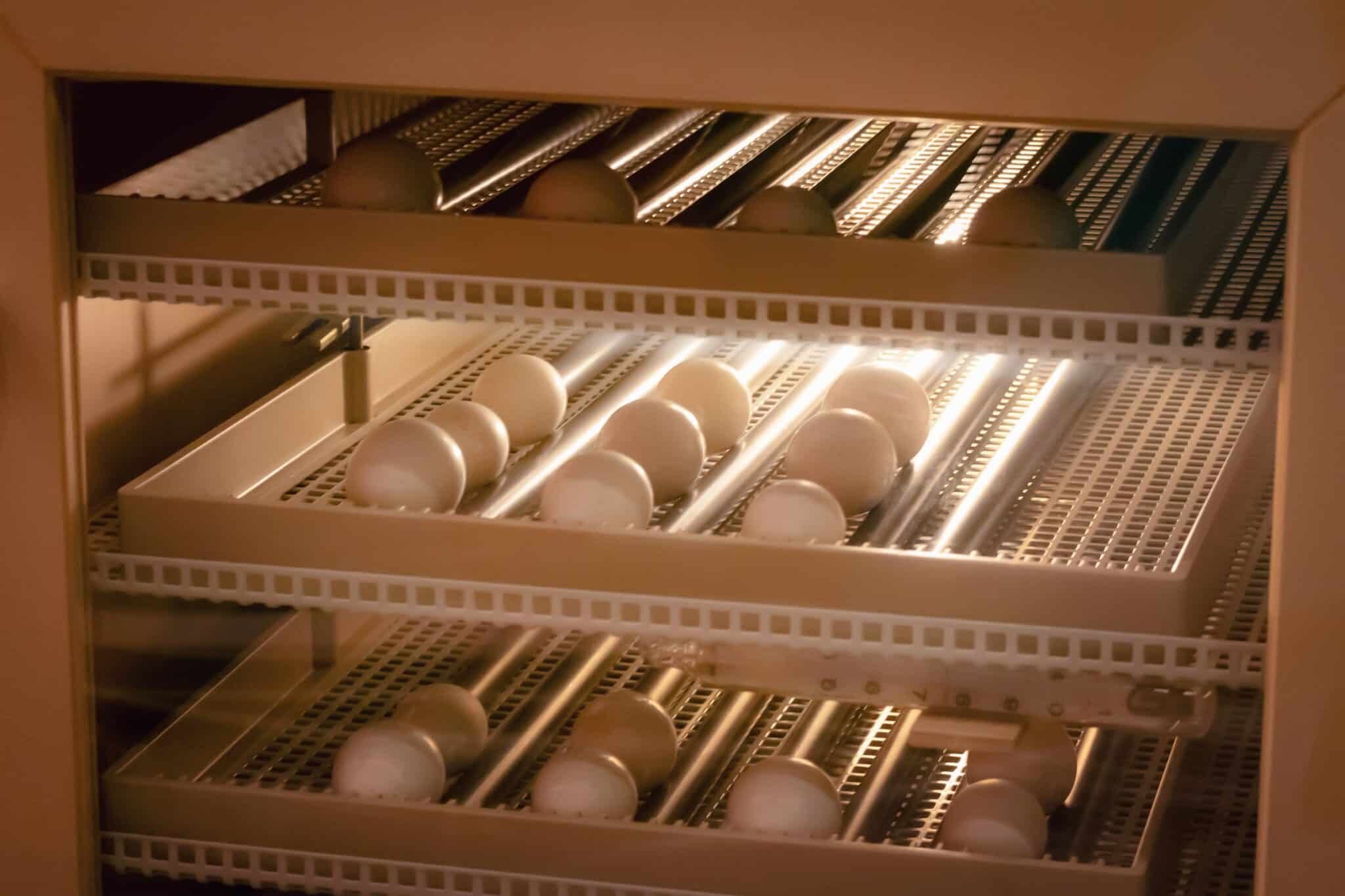 Hatching Chicken Eggs: A Step-by-Step Beginner’s Guide