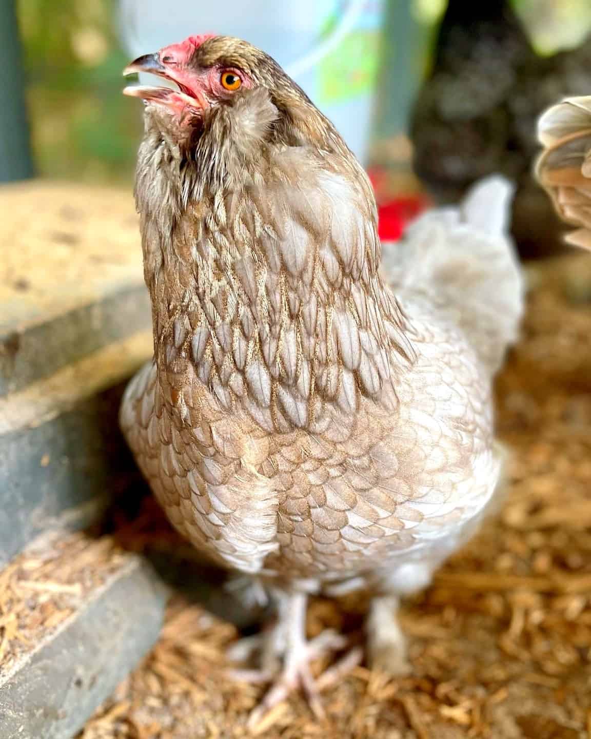 12 Chicken Breeds That Lay Green Eggs