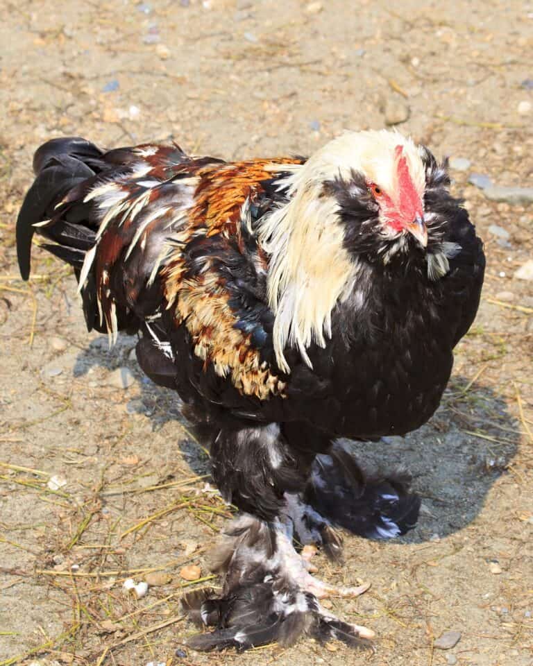 21 Fluffy Chicken Breeds (With Pictures) - Daily Chickens