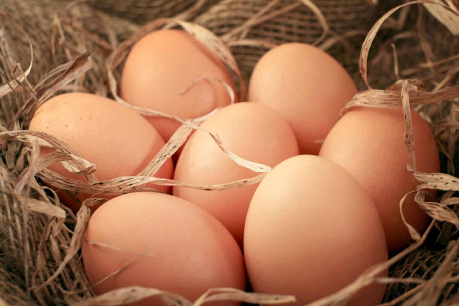 Hatching Chicken Eggs: A Step-by-Step Beginner’s Guide