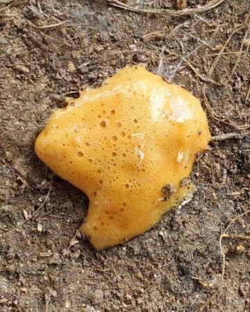 Chicken Poop Guide: Is Your Chicken's Poop Normal?