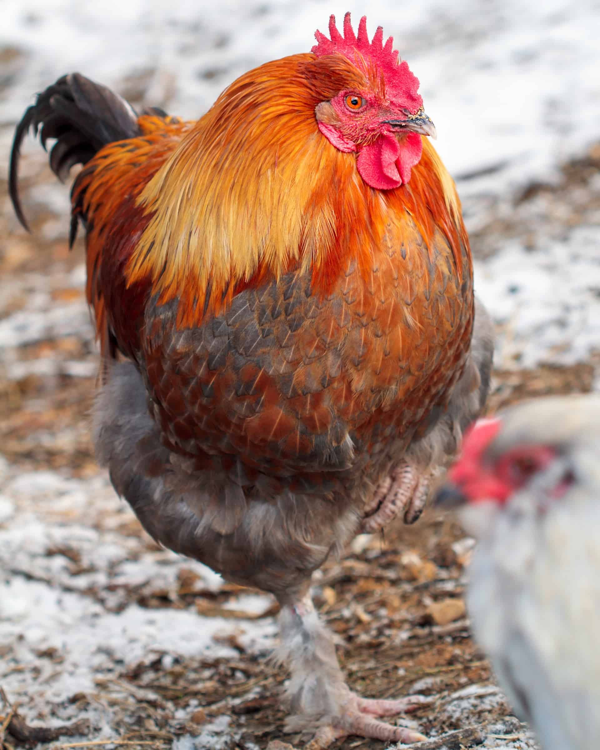 7 Chicken Breeds With Feathered Feet