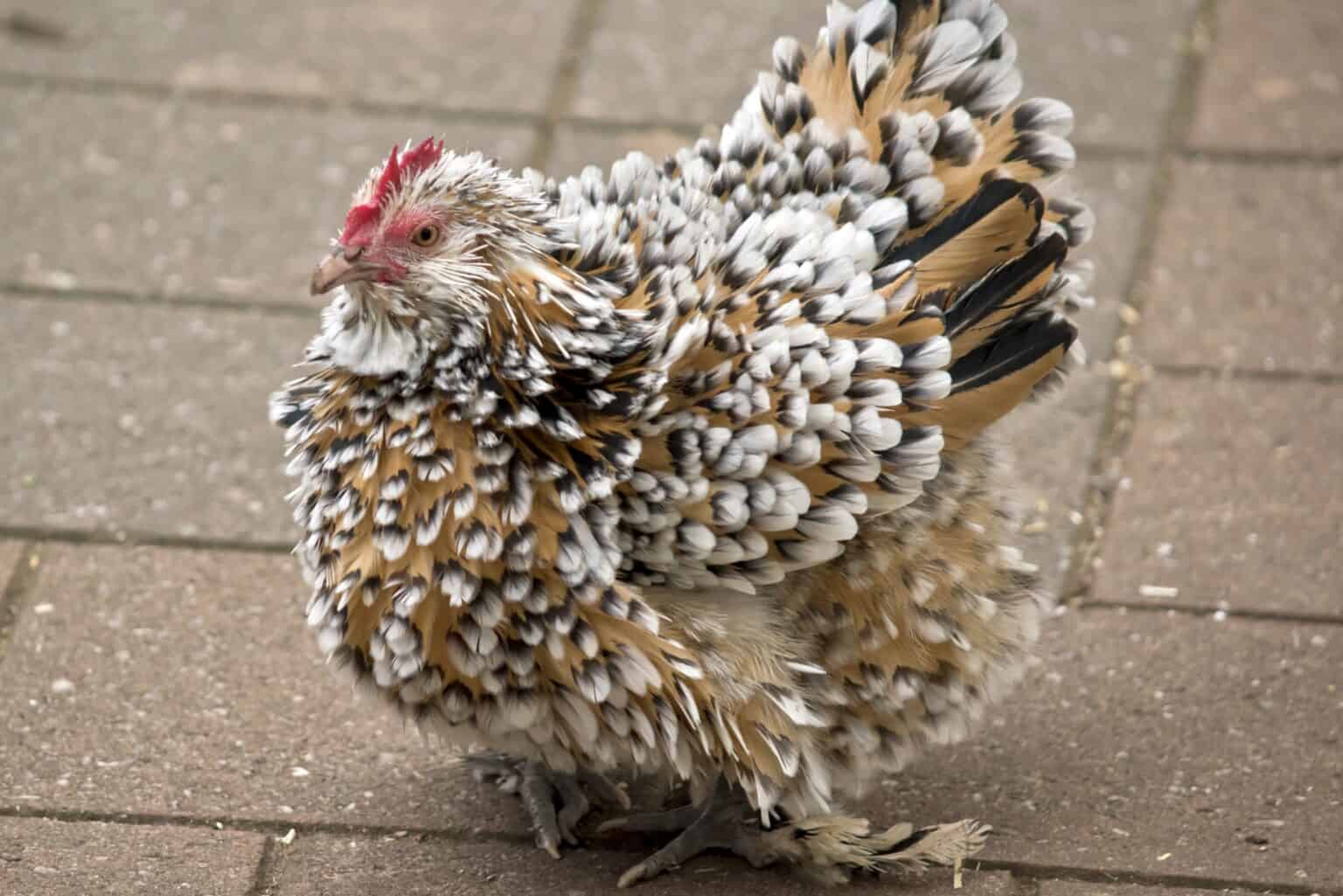 Frizzle Chicken: Appearance, Behavior, Care & Pictures
