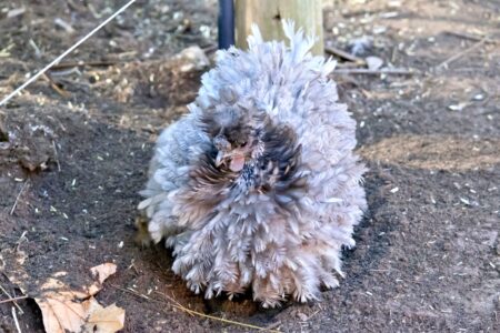 Frizzle Chicken: Appearance, Behavior, Care & Pictures