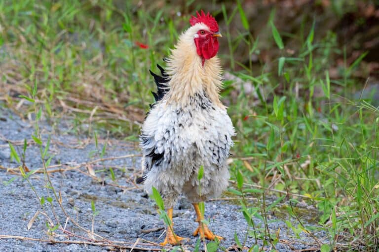 Frizzle Chicken: Appearance, Behavior, Care & Pictures