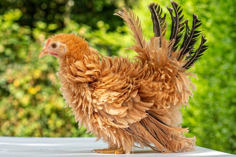 Frizzle Chicken: Appearance, Behavior, Care & Pictures