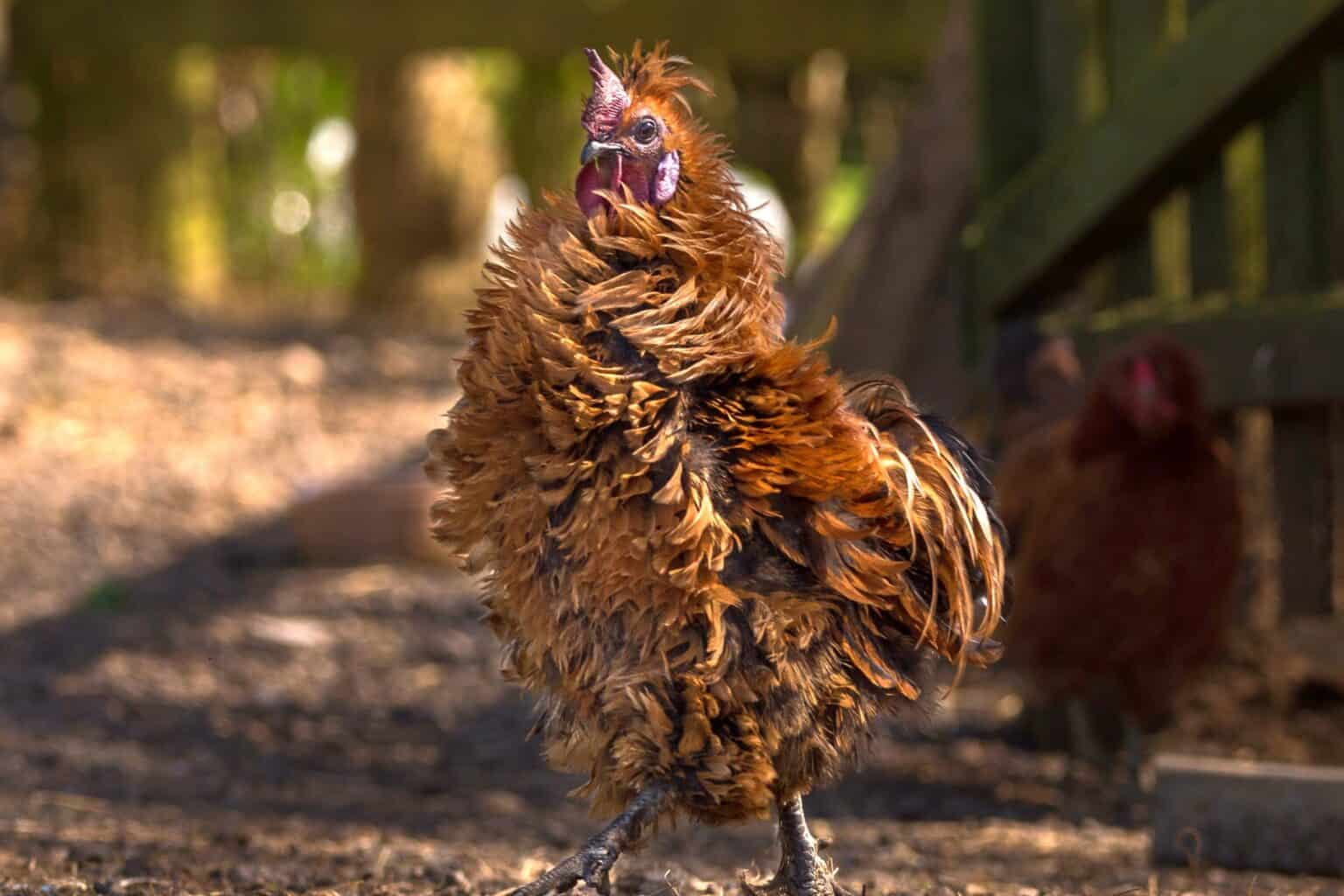 Frizzle Chicken: Appearance, Behavior, Care & Pictures