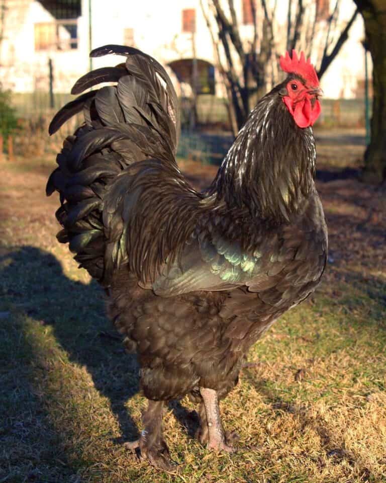 21 Fluffy Chicken Breeds (With Pictures) - Daily Chickens