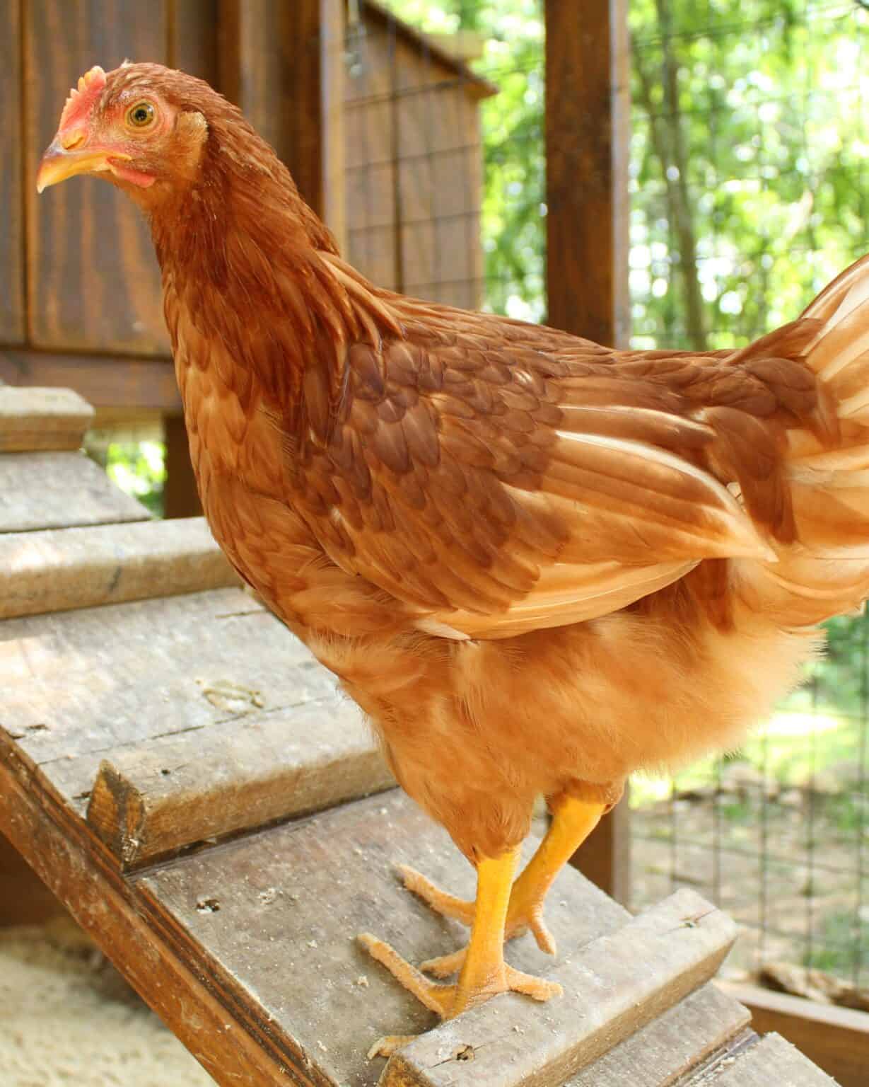 20 Best Chicken Breeds for Eggs (Ranked by Egg Yield)