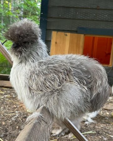 12 Silkie Chicken Colors & Varieties