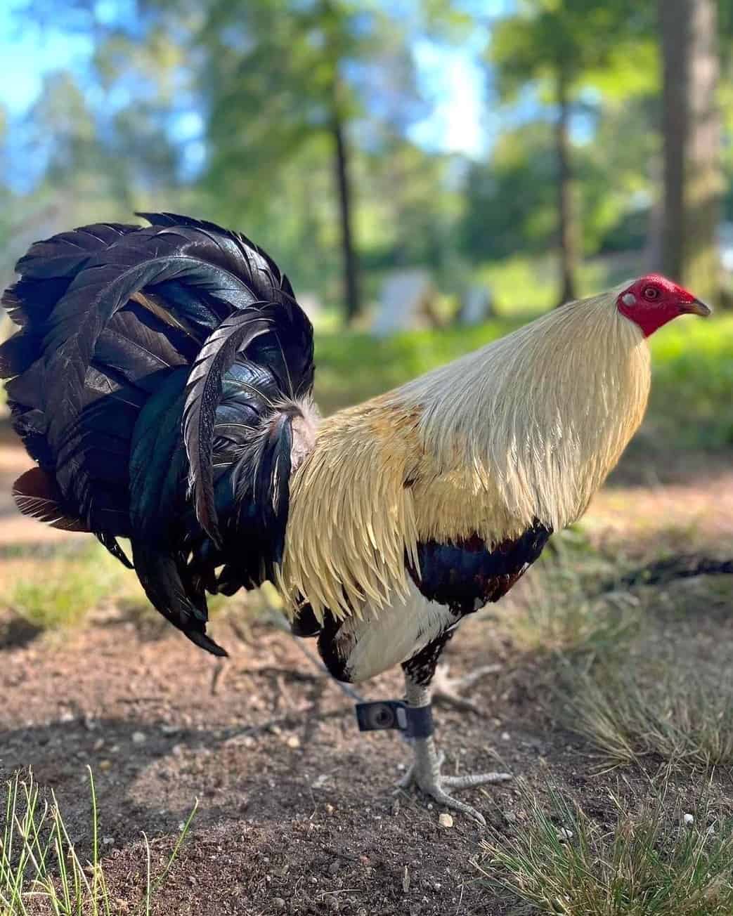 21 Best Fighting Rooster and Gamefowl Breeds