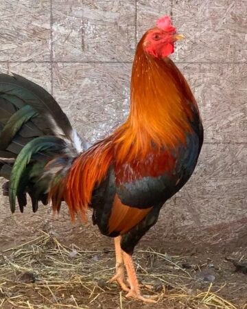 21 Best Fighting Rooster and Gamefowl Breeds