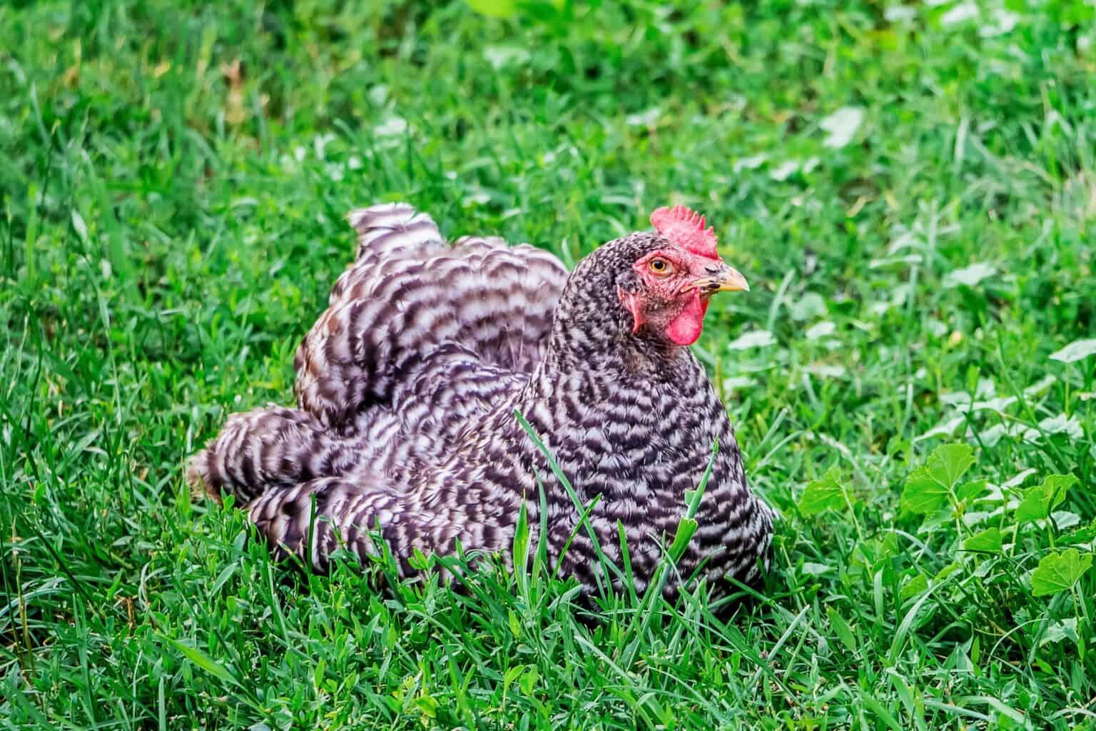 How Do Roosters Fertilize Eggs? (A Complete Guide)