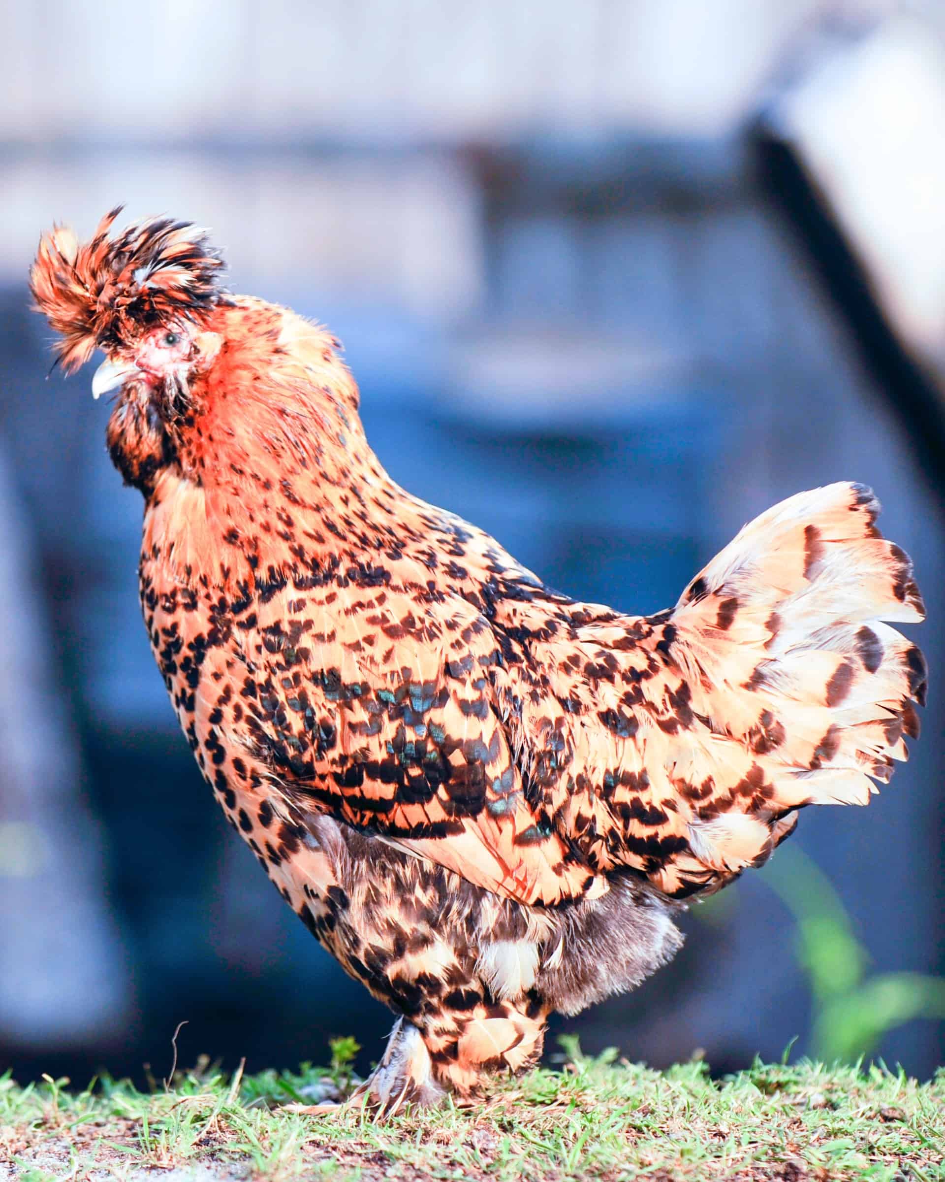 Chickens With Afros: 13 Crested Chicken Breeds