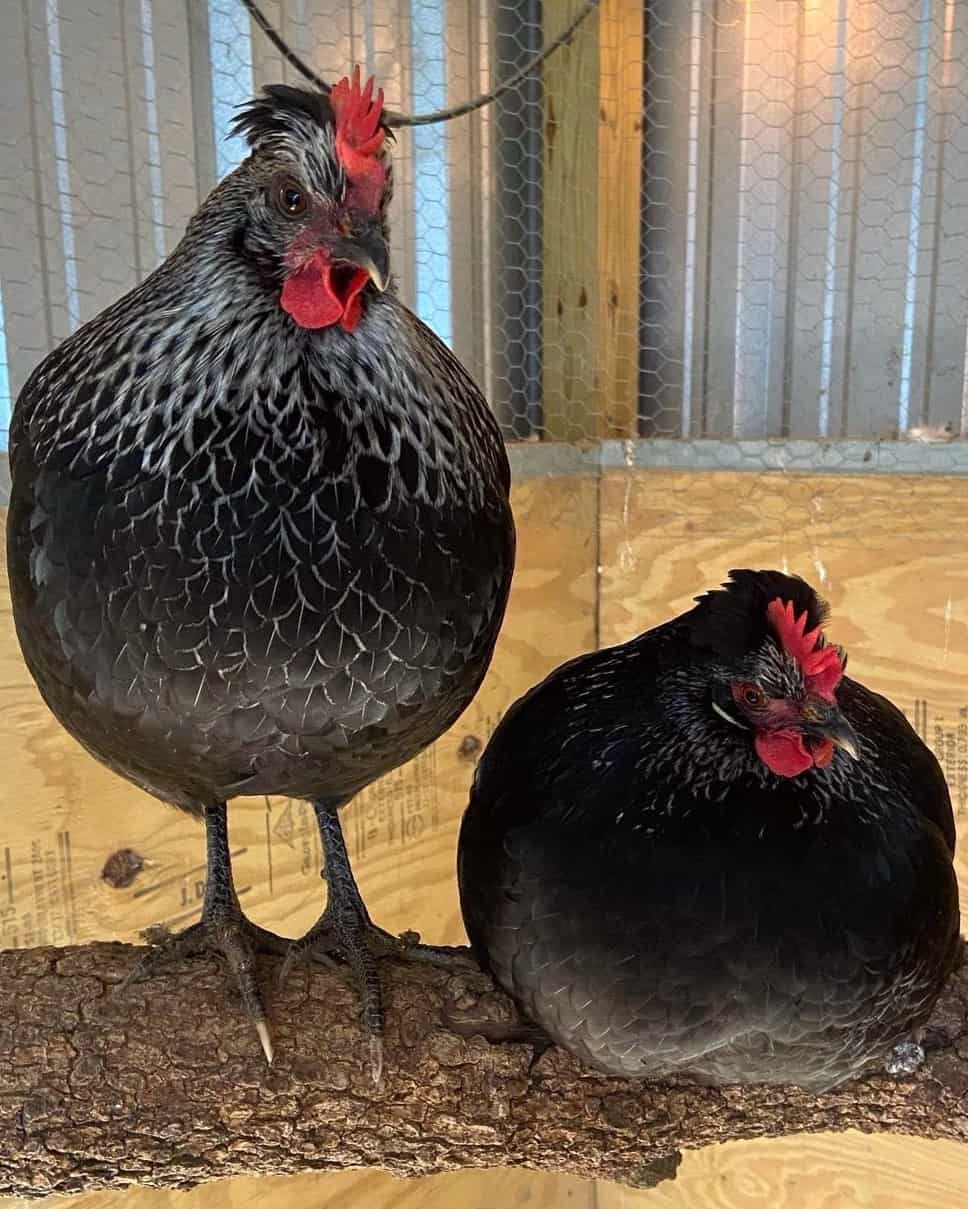 12 Chicken Breeds That Lay Green Eggs