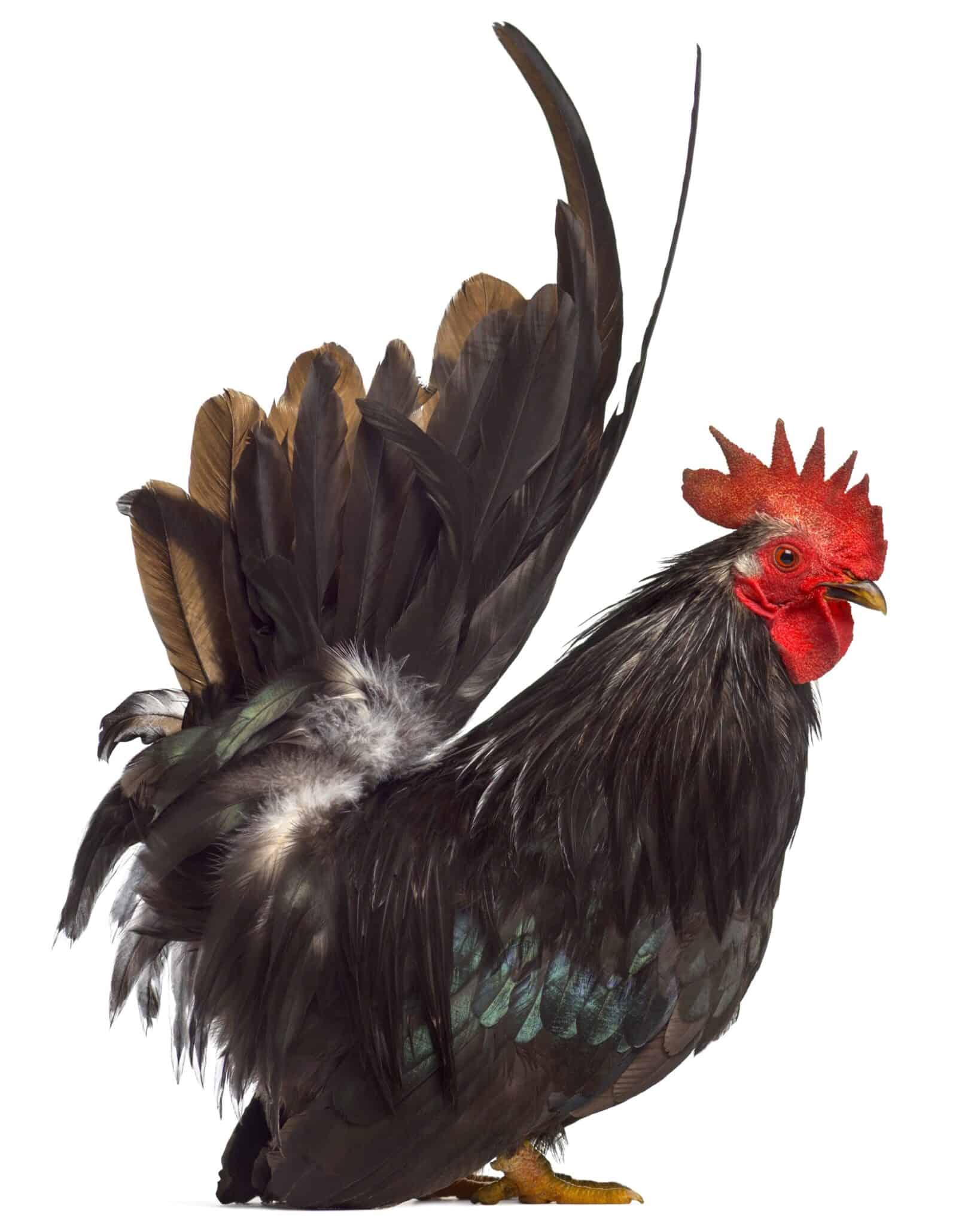 19 Small Chicken Breeds: Ranked by Size