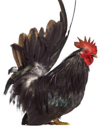 23 Popular Bantam Chicken Breeds