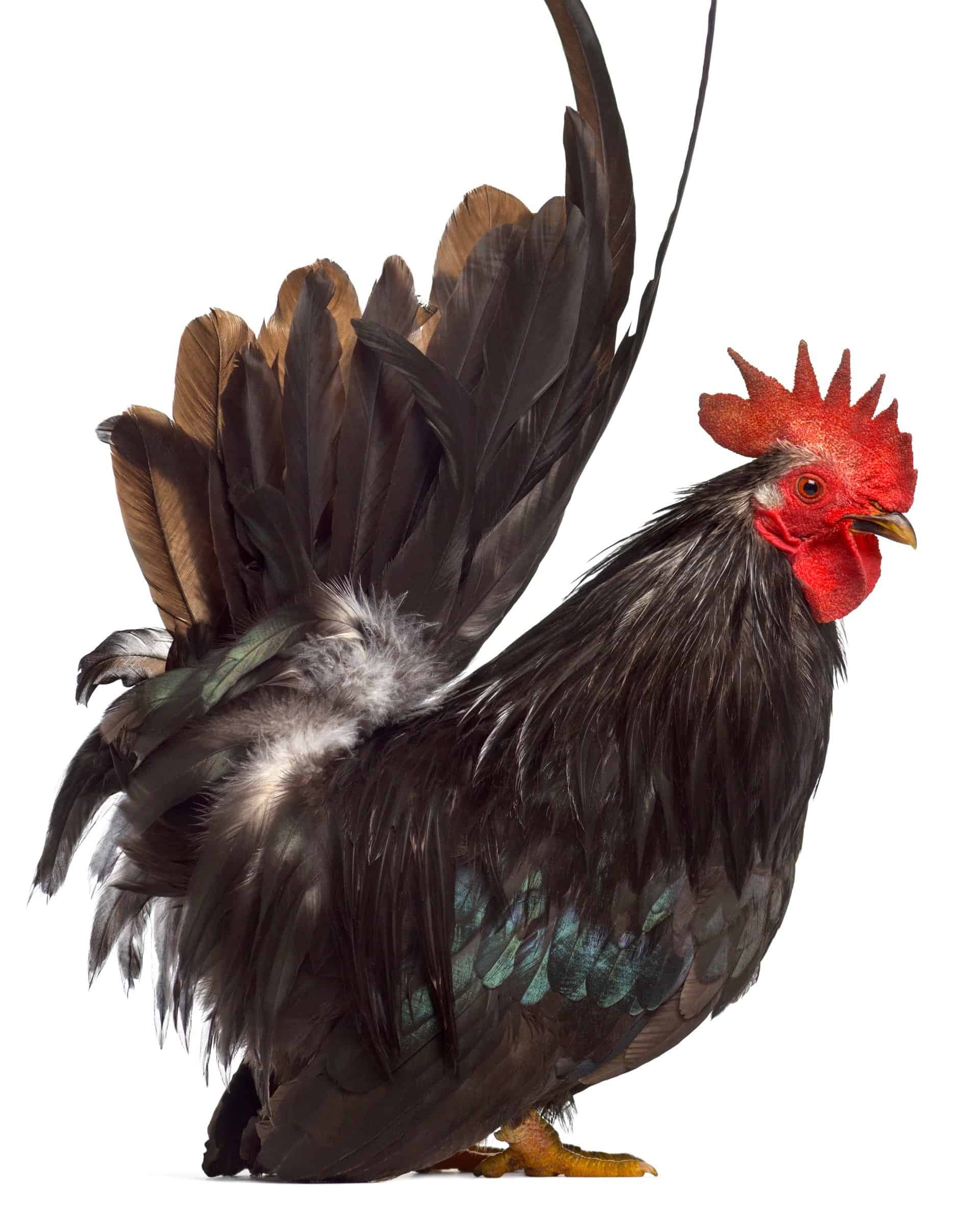 23 Popular Bantam Chicken Breeds